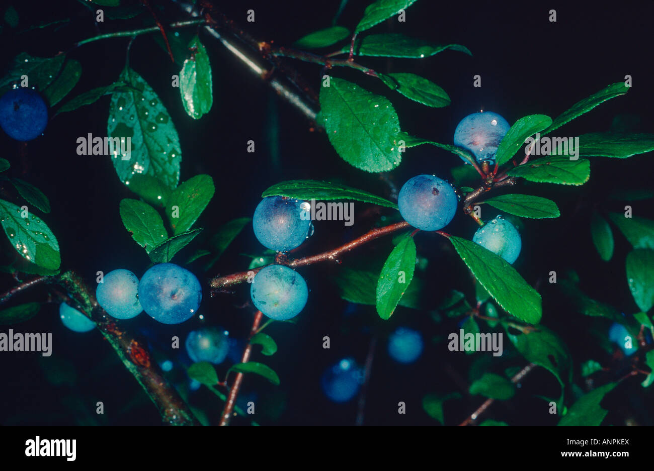 Blackthorn Tree, Prunus spinosa. Berries closeup Stock Photo - Alamy