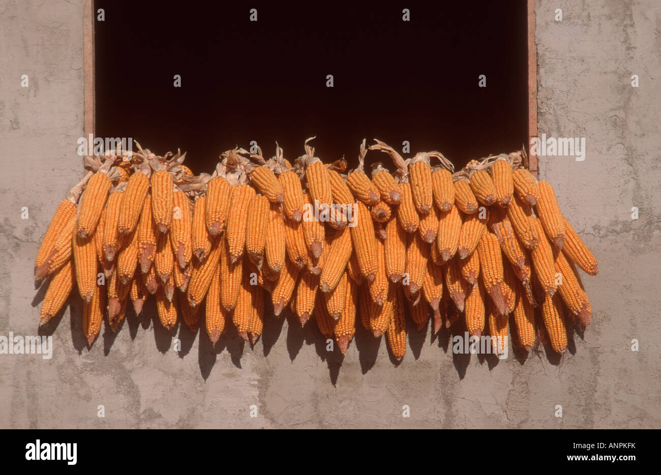 Corn spikes drying at sun Stock Photo - Alamy