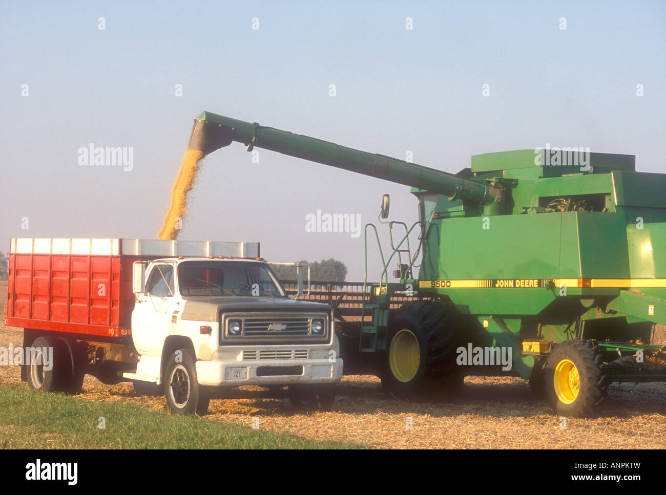 Combine harvesting corn crop Stock Photo - Alamy