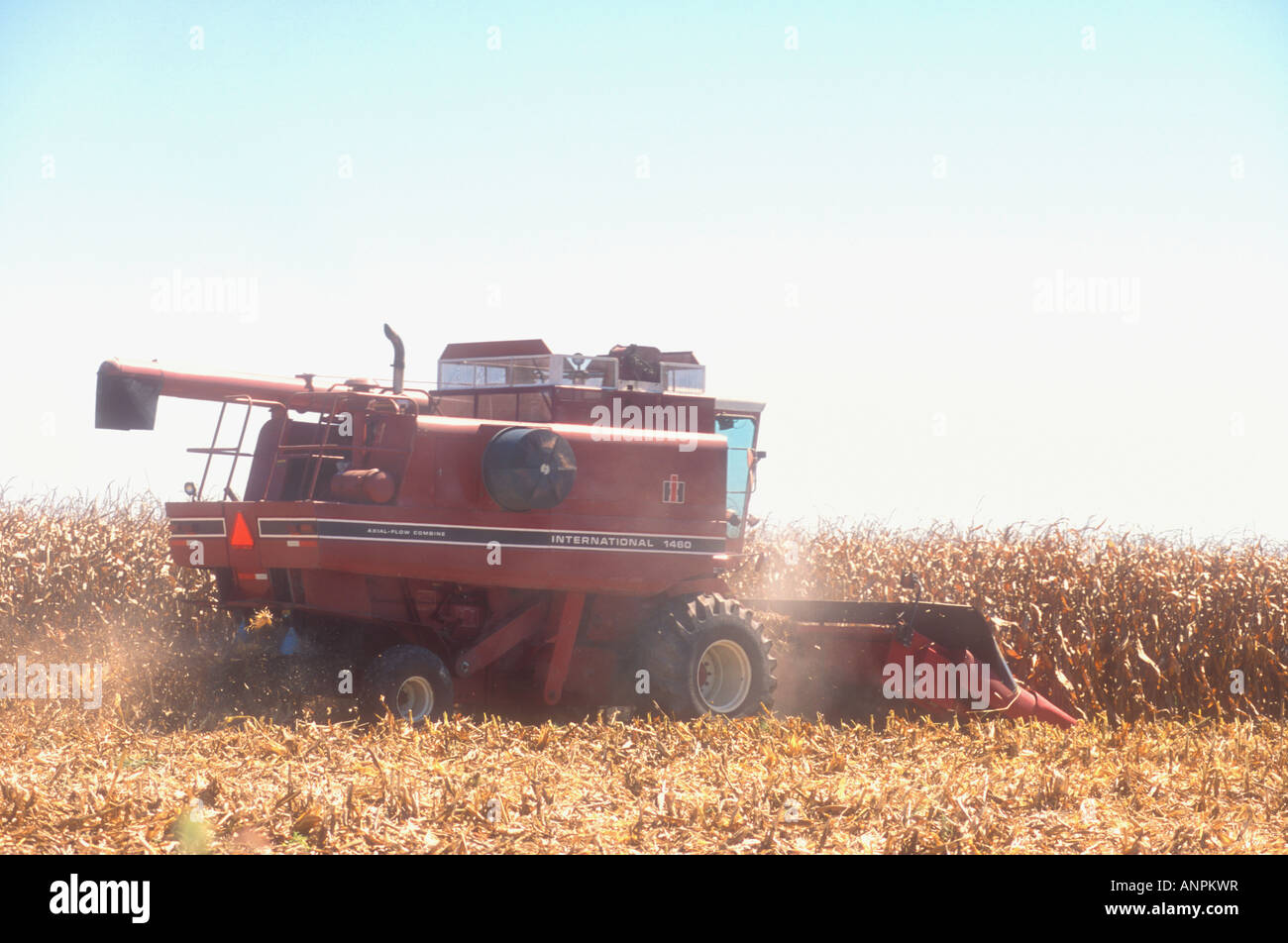 Combine harvesting corn crop Stock Photo - Alamy