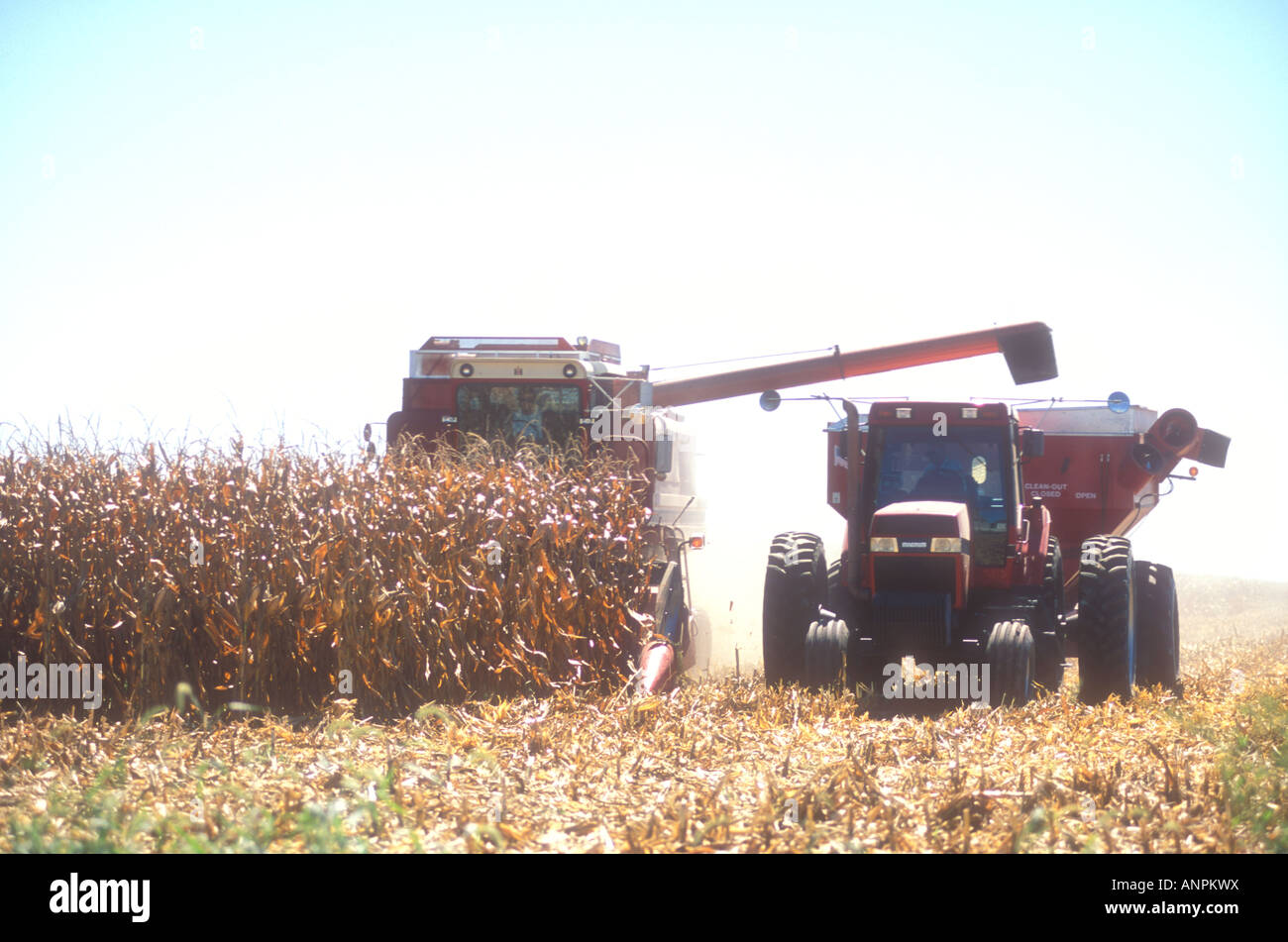 Combine harvesting corn crop Stock Photo - Alamy
