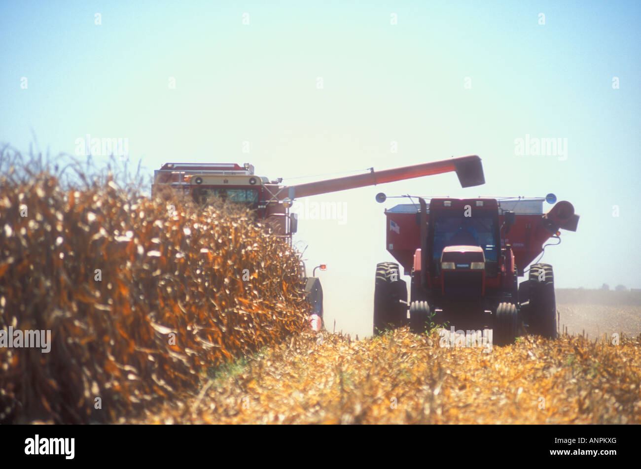 Combine harvesting corn crop Stock Photo - Alamy