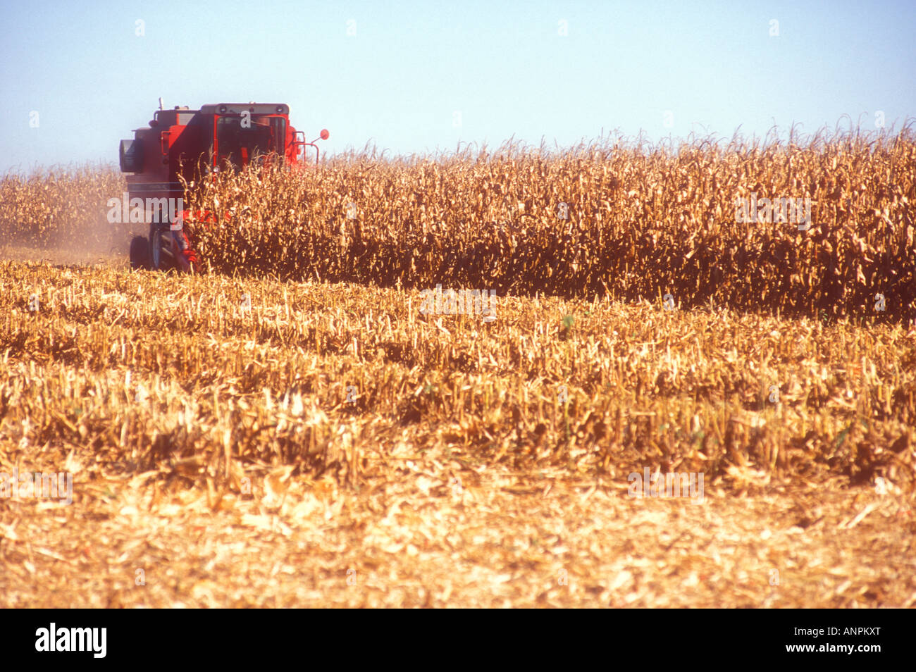 Combine harvesting corn crop Stock Photo - Alamy