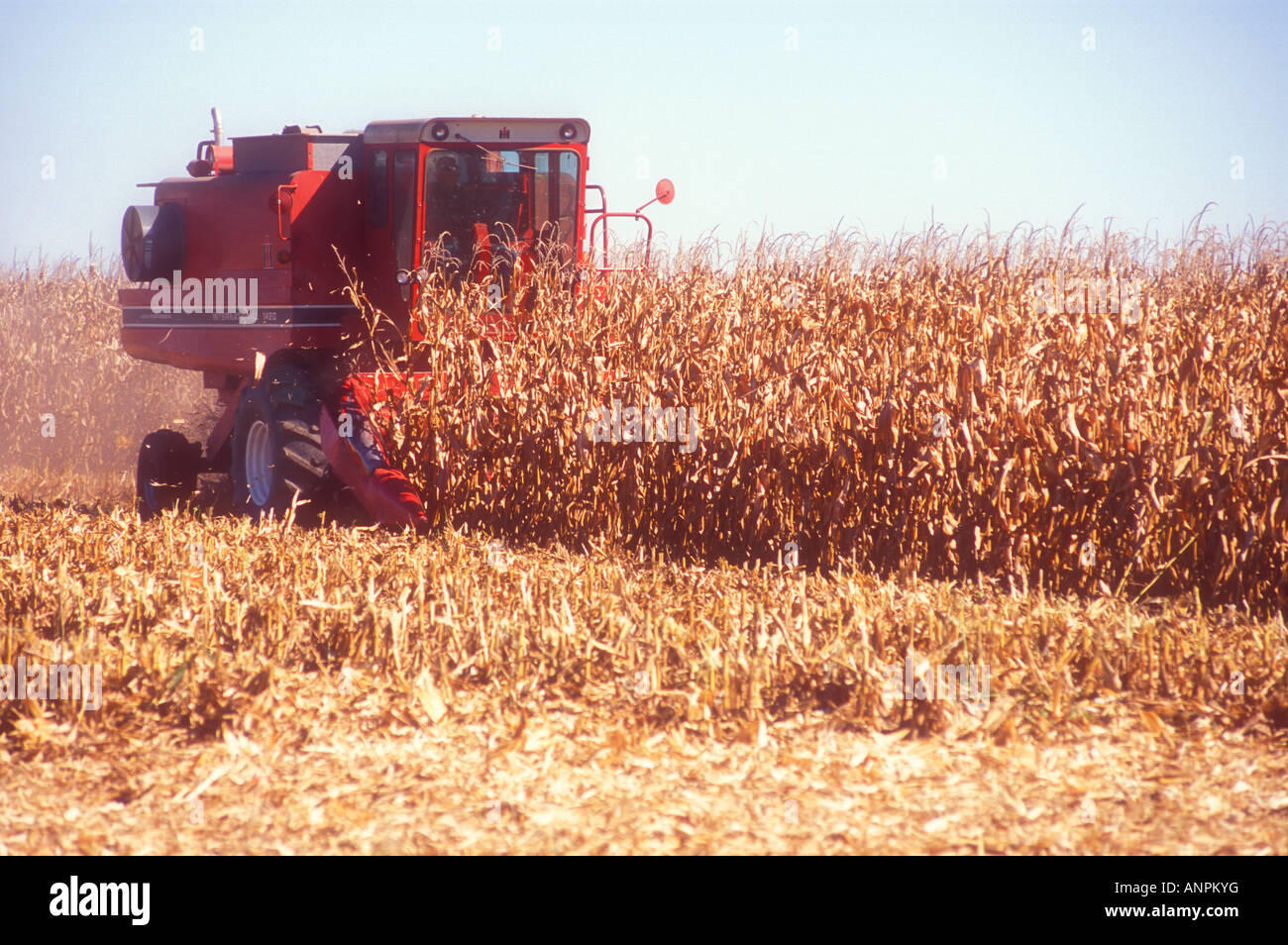 Combine harvesting corn crop Stock Photo - Alamy