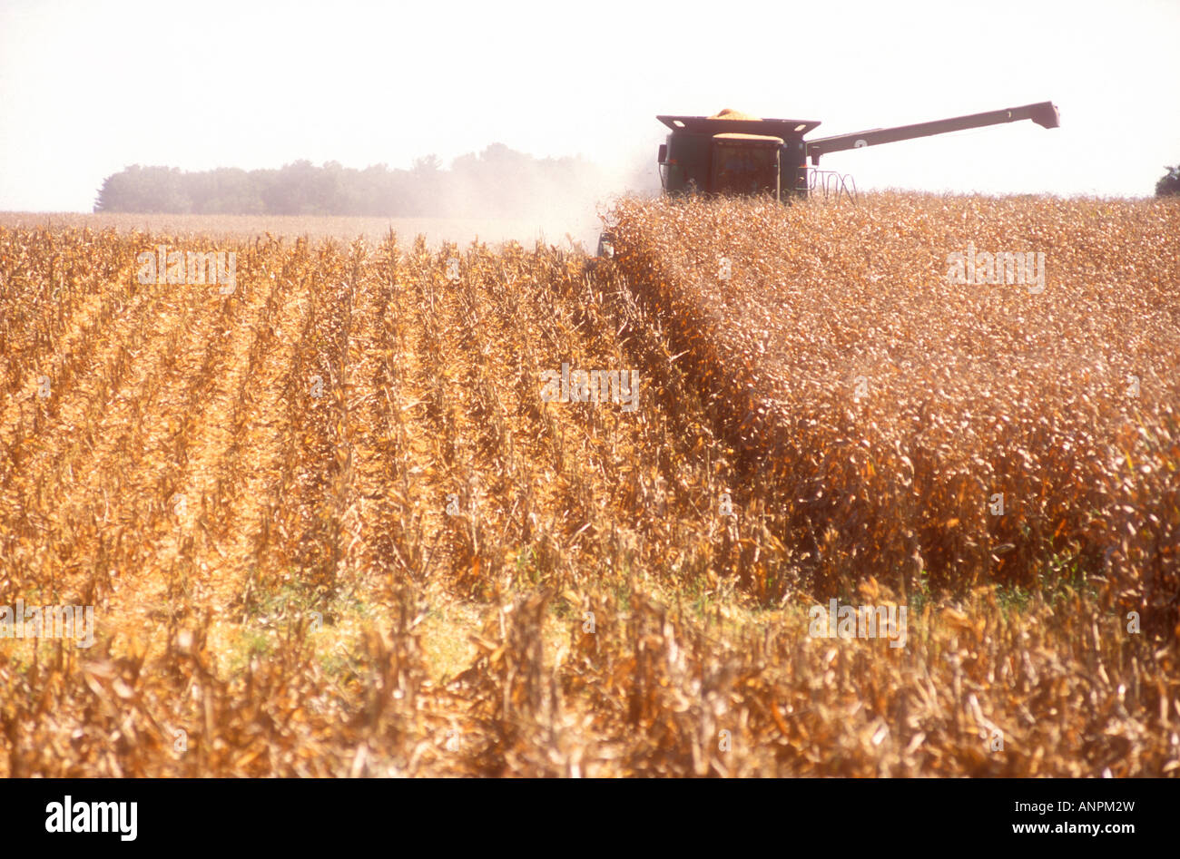 Harvesting corn with a combine Stock Photo - Alamy