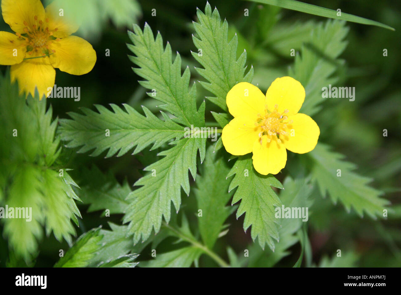 Mersh hi-res stock photography and images - Alamy