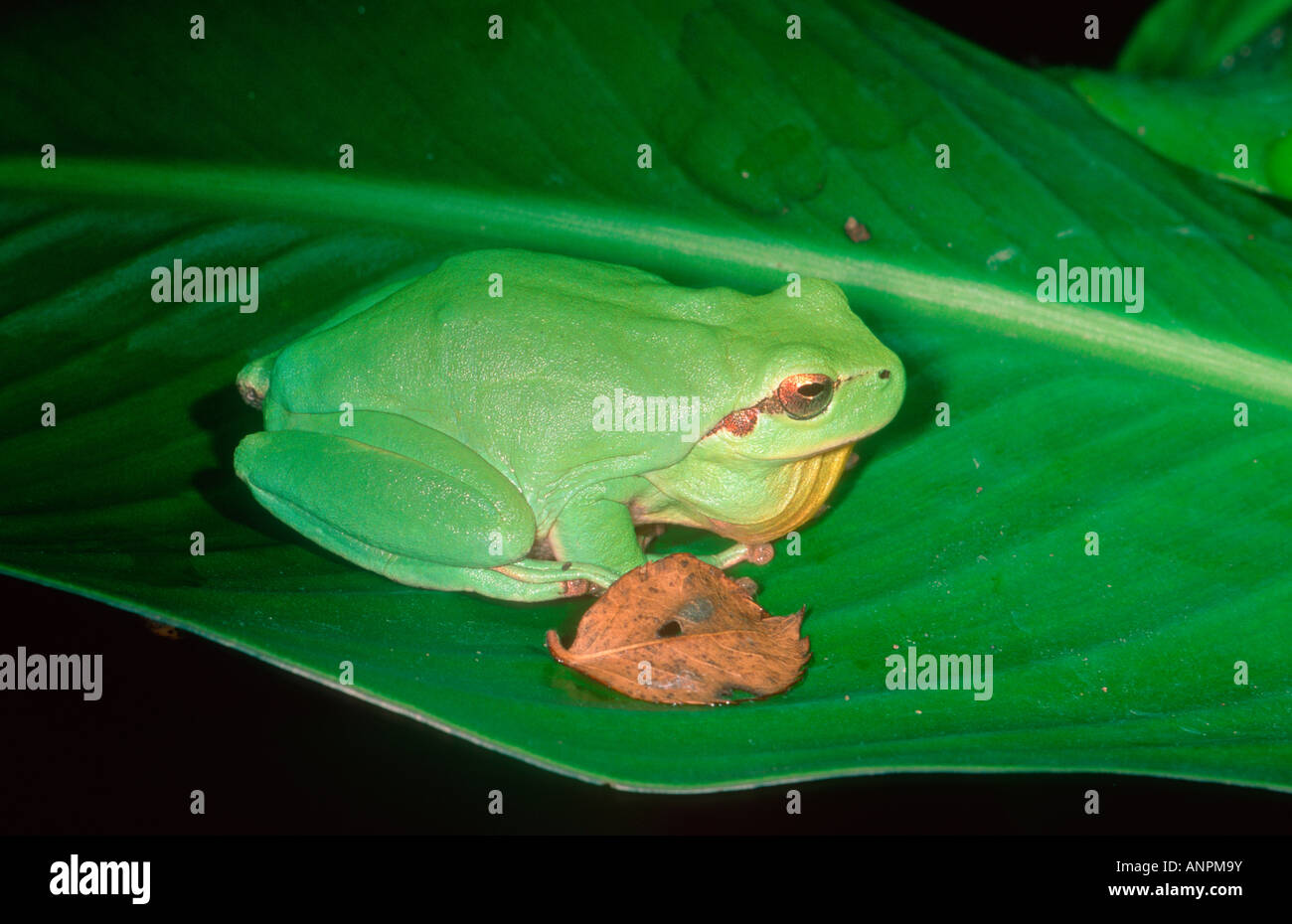 Stripeless treefrog hi-res stock photography and images - Alamy