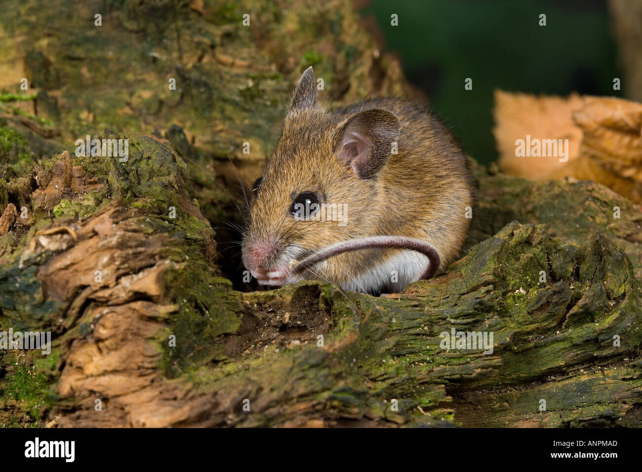 Cute wood mouse picture hi-res stock photography and images - Alamy