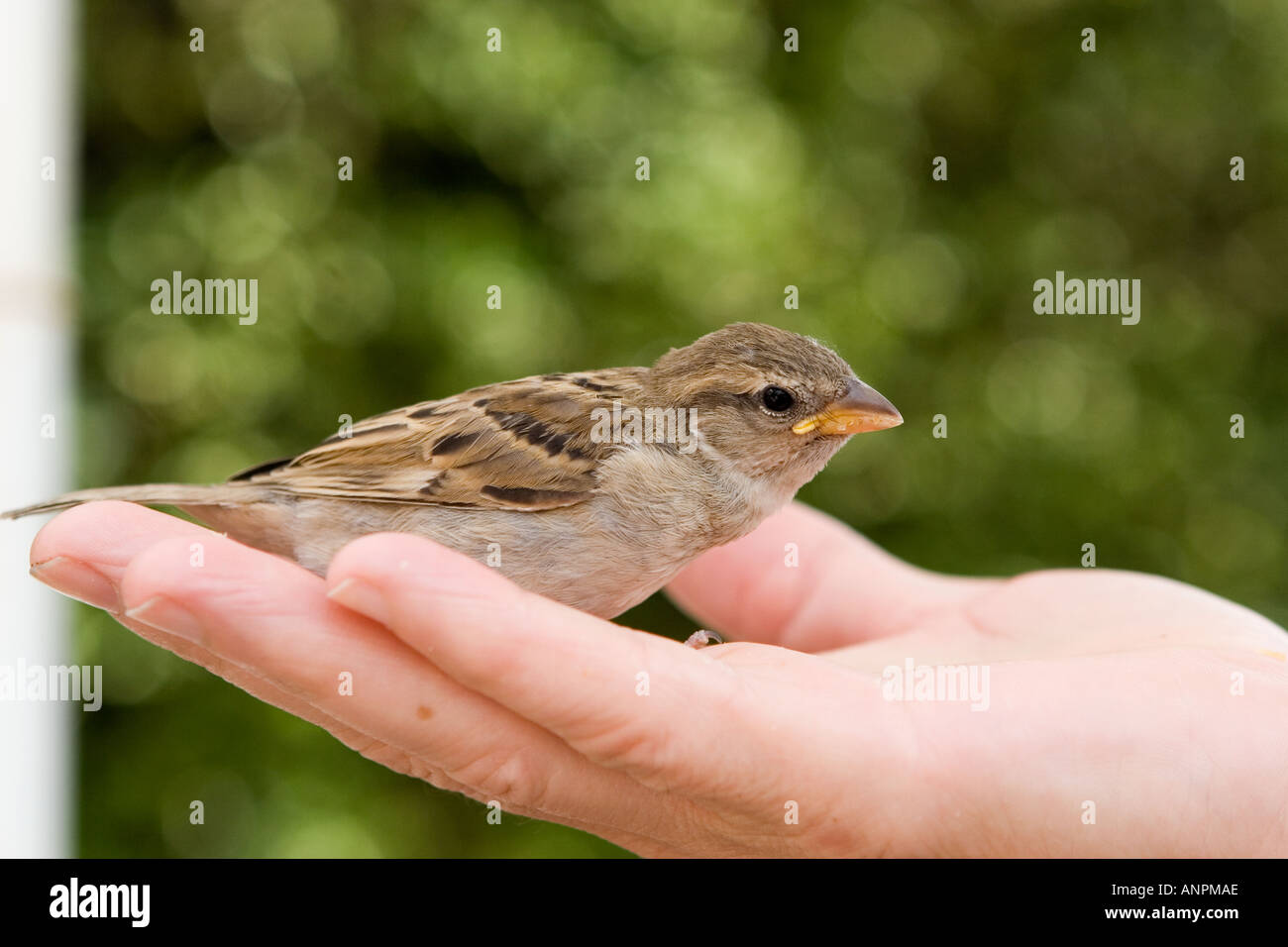 The tame sparrow hi-res stock photography and images - Alamy