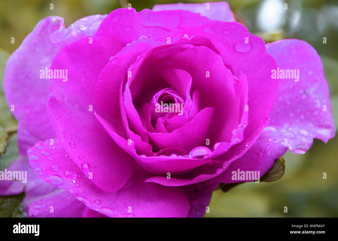 Handel Climbing Rose High Resolution Stock Photography and Images - Alamy