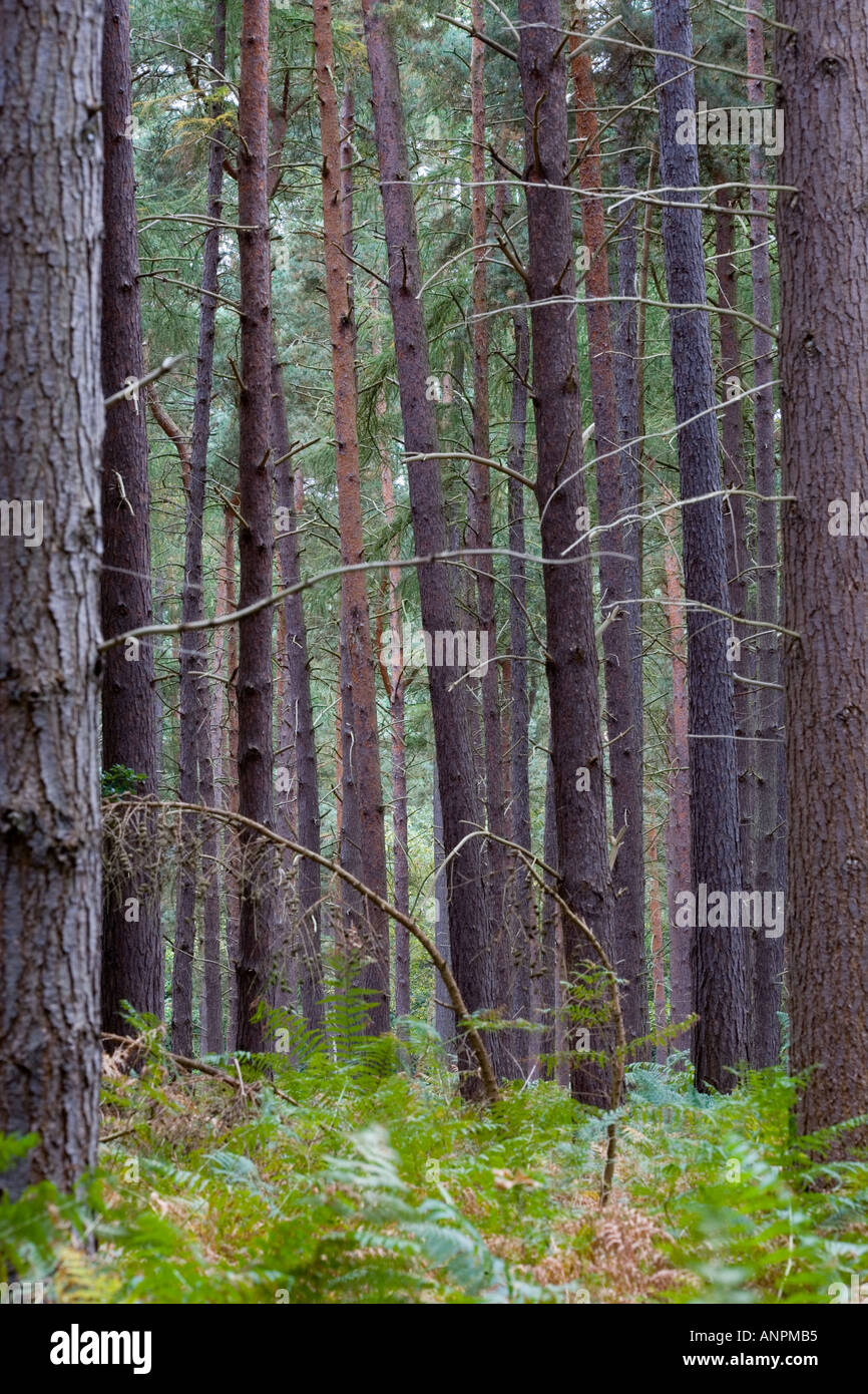 Thick stand of pine trees at the rspb at sandy bedfordshire before they ...