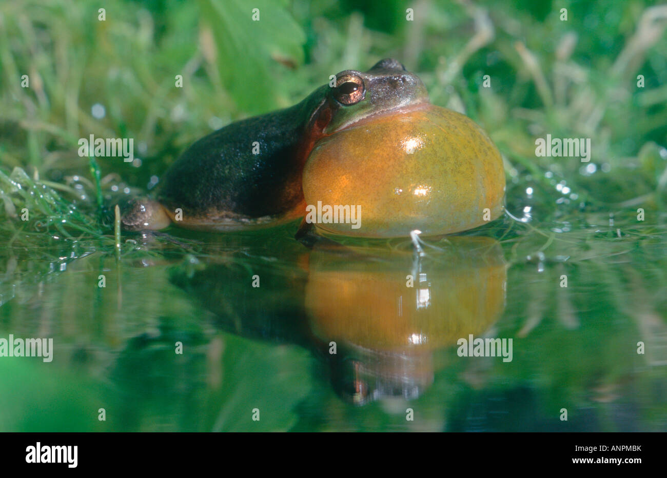 Stripeless Tree Frog, Hyla meridionalis. Croaking Stock Photo - Alamy
