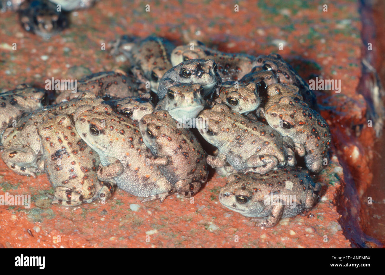 Natterjack Toad, Epidalea (Bufo) calamita. Toadlets on pond Stock Photo ...