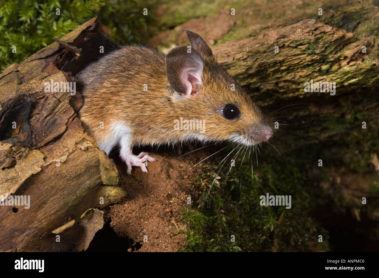 Wood Mouse Apodemus sylvaticus looking out of hole in log with big eyes ...