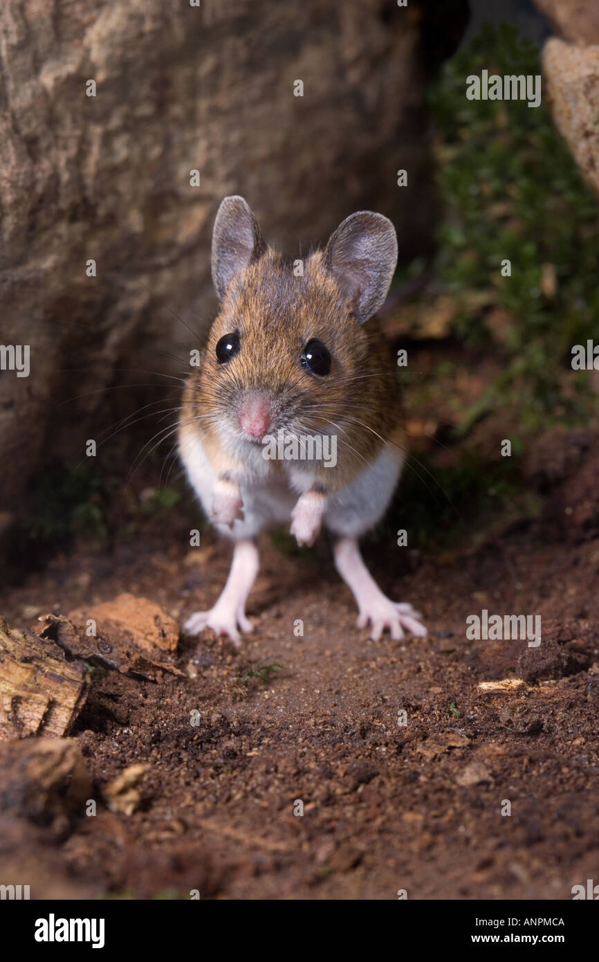 Wood Mouse Apodemus sylvaticus sitting back legs cleaning itself Stock ...
