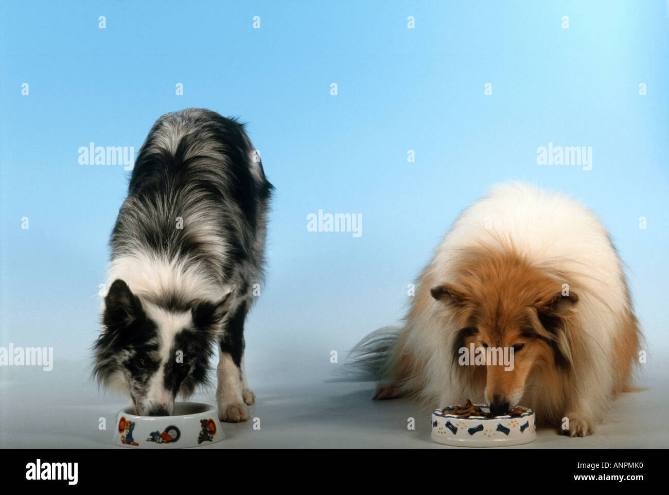 Two dogs stands hi-res stock photography and images - Alamy