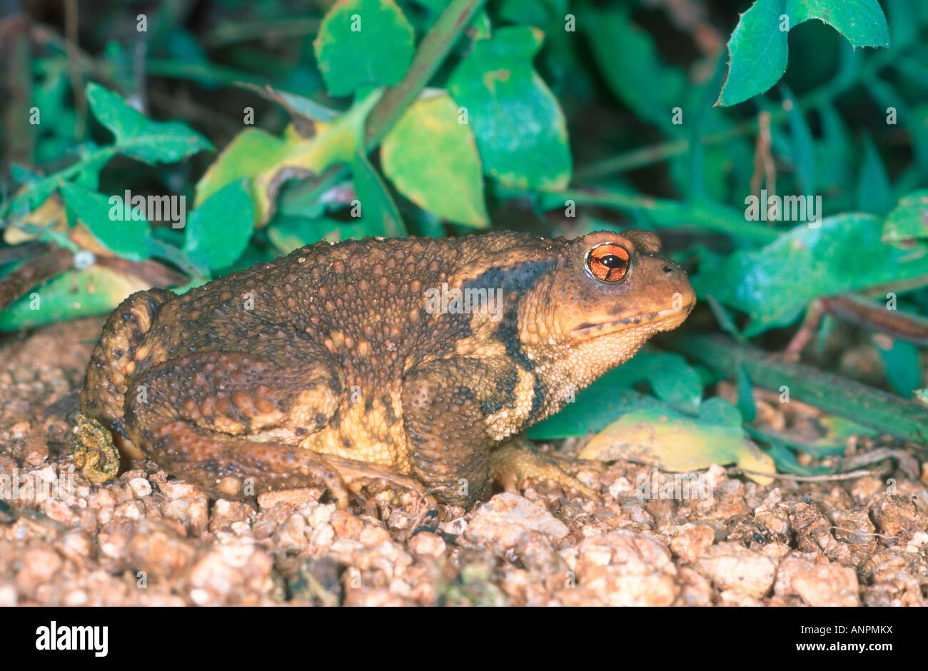 Ground toads hi-res stock photography and images - Alamy