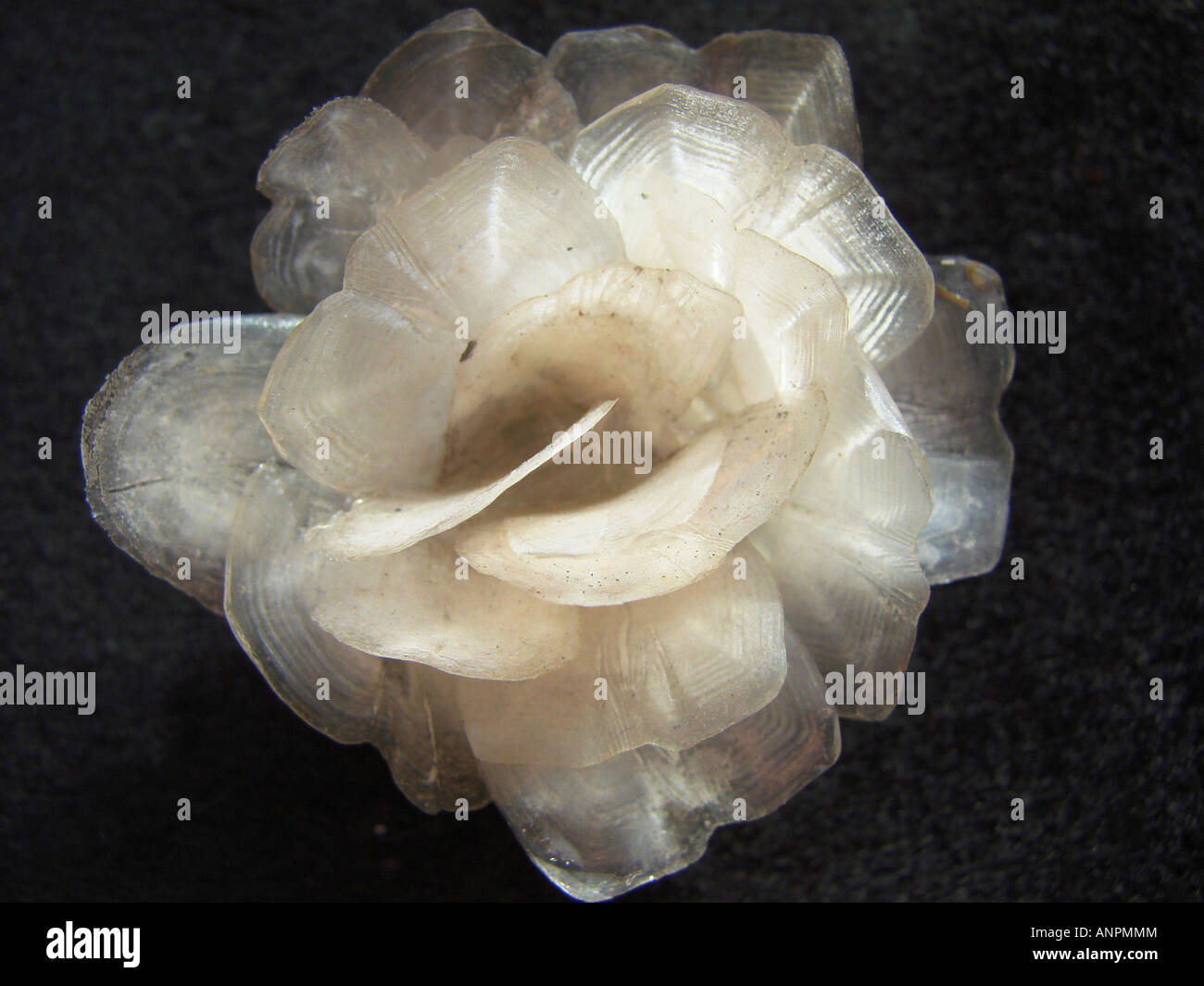 Rose made of fish scales Stock Photo - Alamy