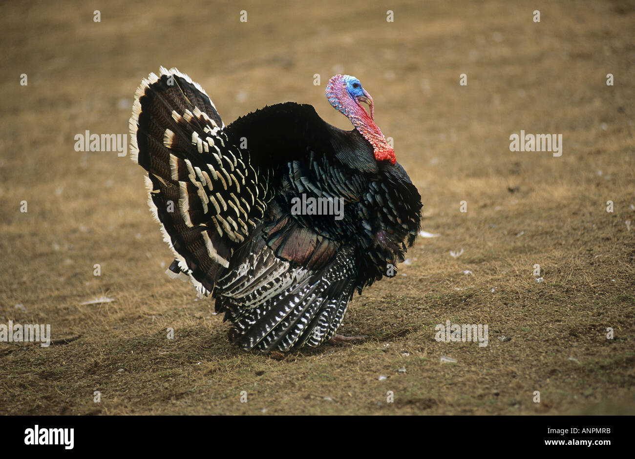 Common turkeys hi-res stock photography and images - Alamy