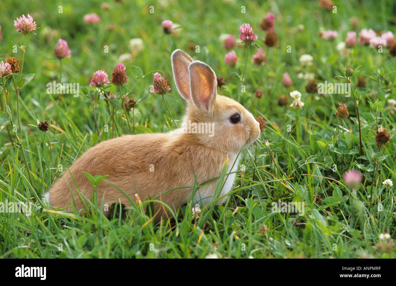 rabbit on meadow Stock Photo - Alamy