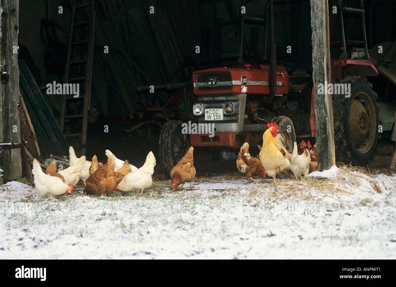Chickens tractor hi-res stock photography and images - Alamy