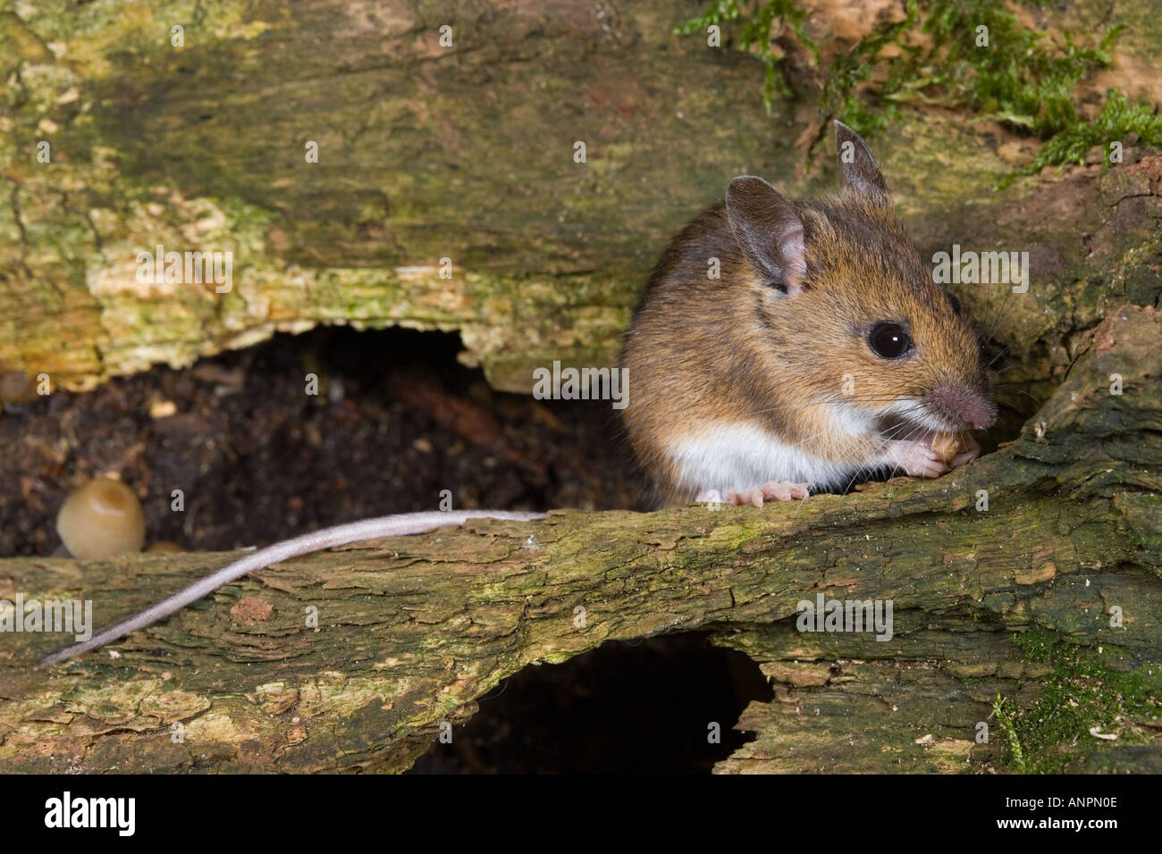 Wood Mouse Apodemus sylvaticus on log looking alert with big eyes and ...
