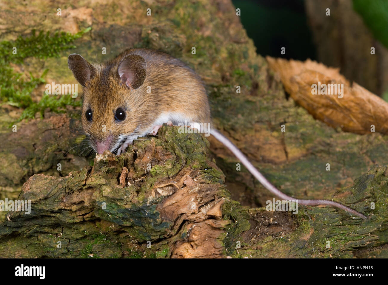 Wood Mouse Apodemus sylvaticus on log looking alert with big eyes and ...