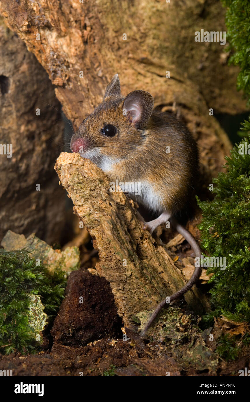 Wood Mouse Apodemus sylvaticus sat on log looking alert potton ...