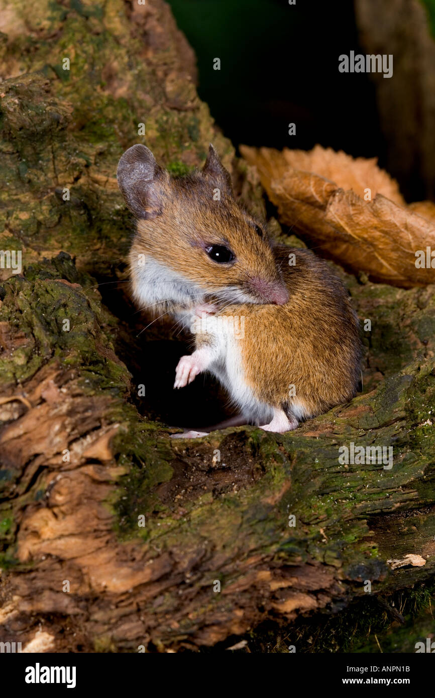 Mouse Washing Stock Photos & Mouse Washing Stock Images - Alamy