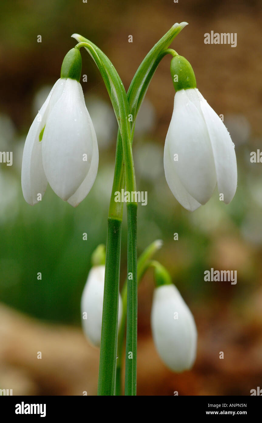 Snowdrop valley somerset hi-res stock photography and images - Alamy