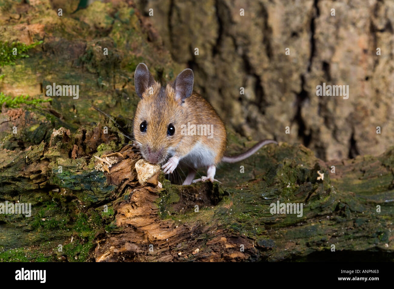 Wood Mouse Apodemus sylvaticus standing on moss covered log eating ...