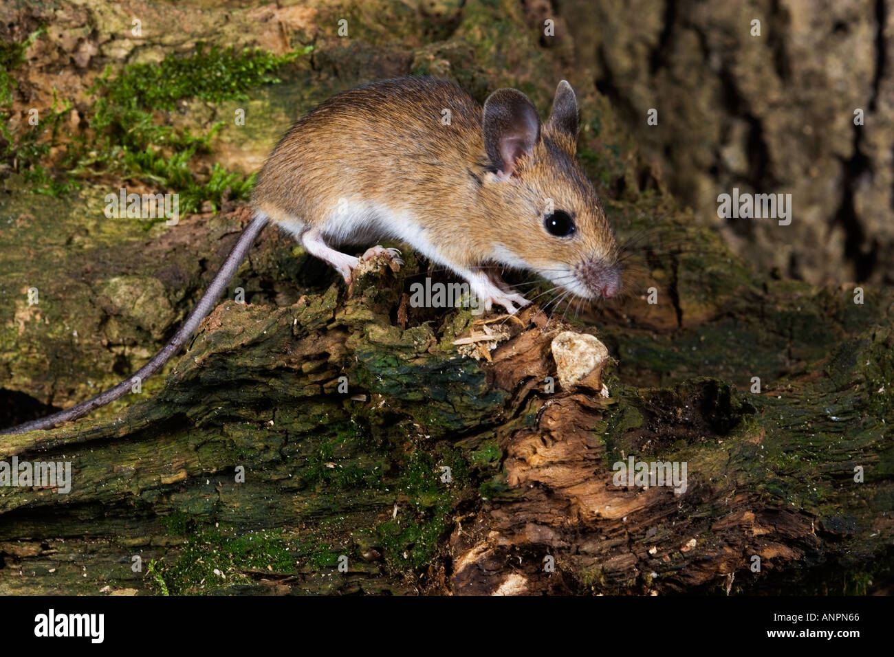 Wood Mouse Apodemus sylvaticus standing on log looking alert potton ...