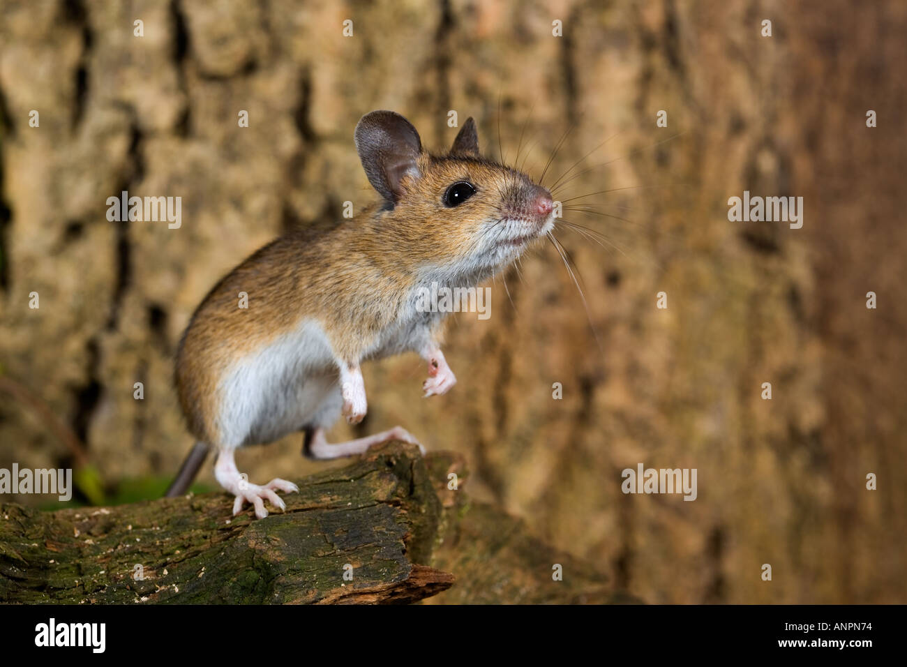 Mouse Standing On Hind Legs
