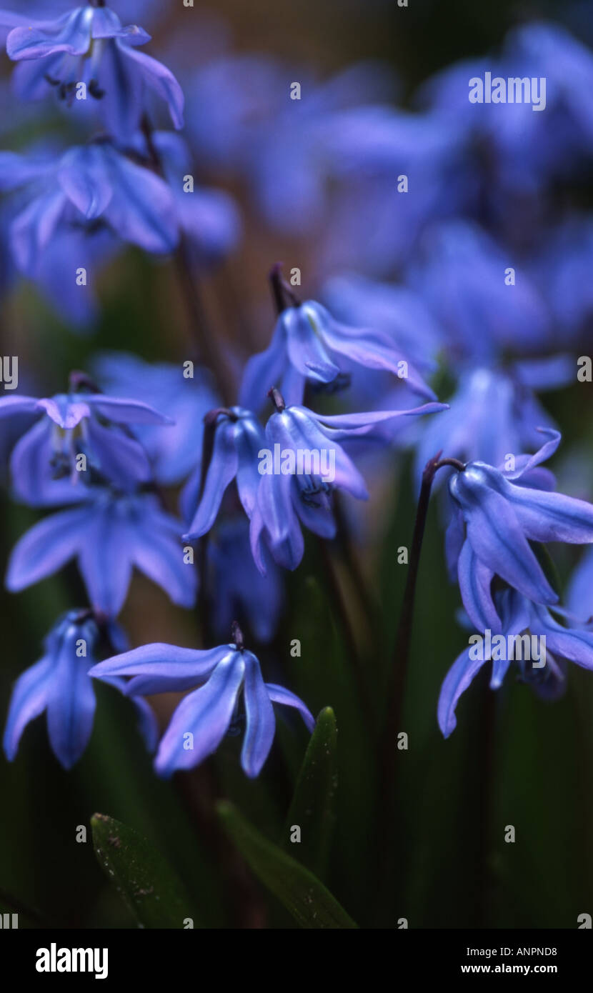 Scilla blue flowers in hi-res stock photography and images - Alamy