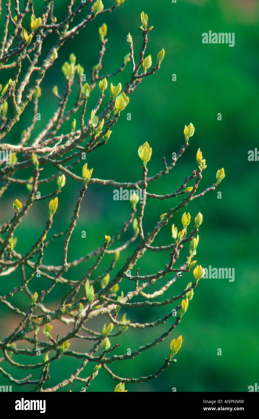 Fig Tree, Ficus carica. New leaves and sprouts Stock Photo - Alamy