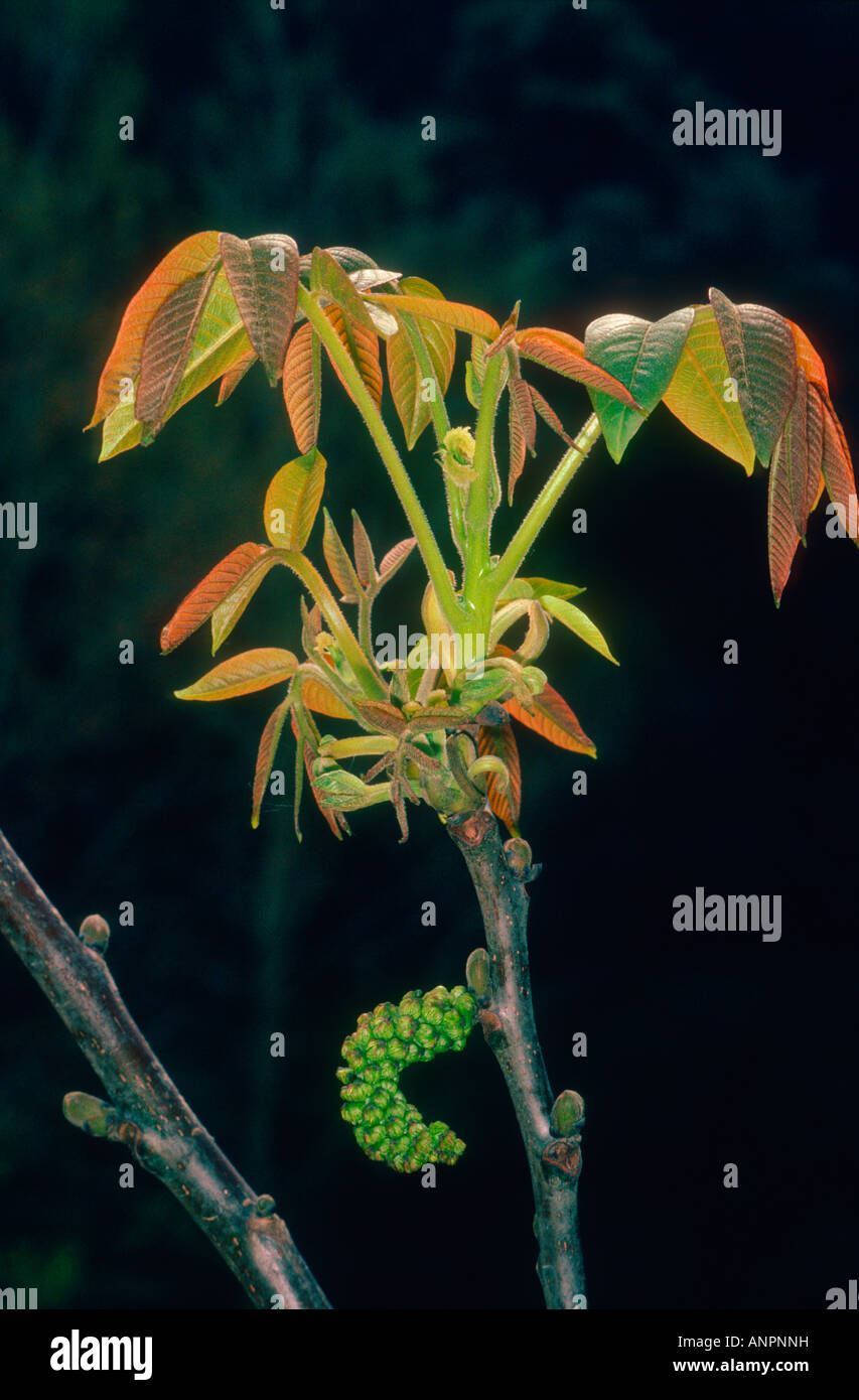 Walnut flower buds hi-res stock photography and images - Alamy