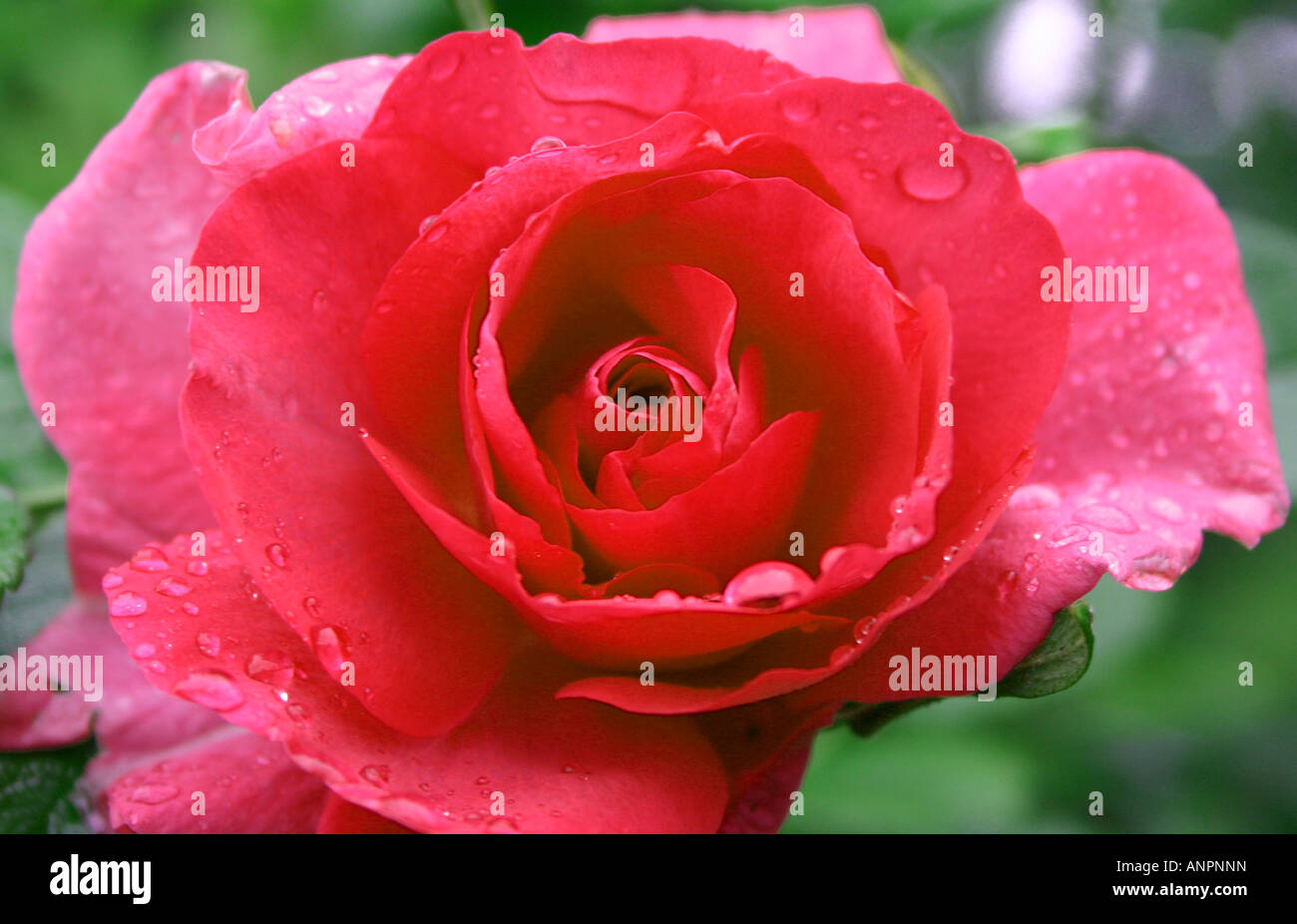 horizontal, fora, floral, flower, english, red, rose, close, up ...