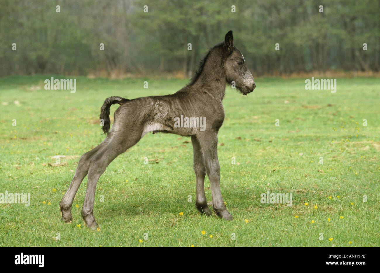 Breton - foal standing on meadow Stock Photo - Alamy