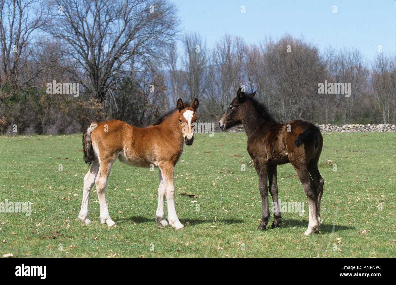 Breton horses hi-res stock photography and images - Alamy