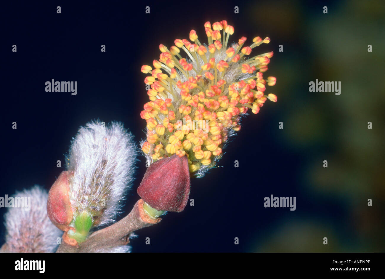 Willow, Salix sp. Flower close-up Stock Photo - Alamy