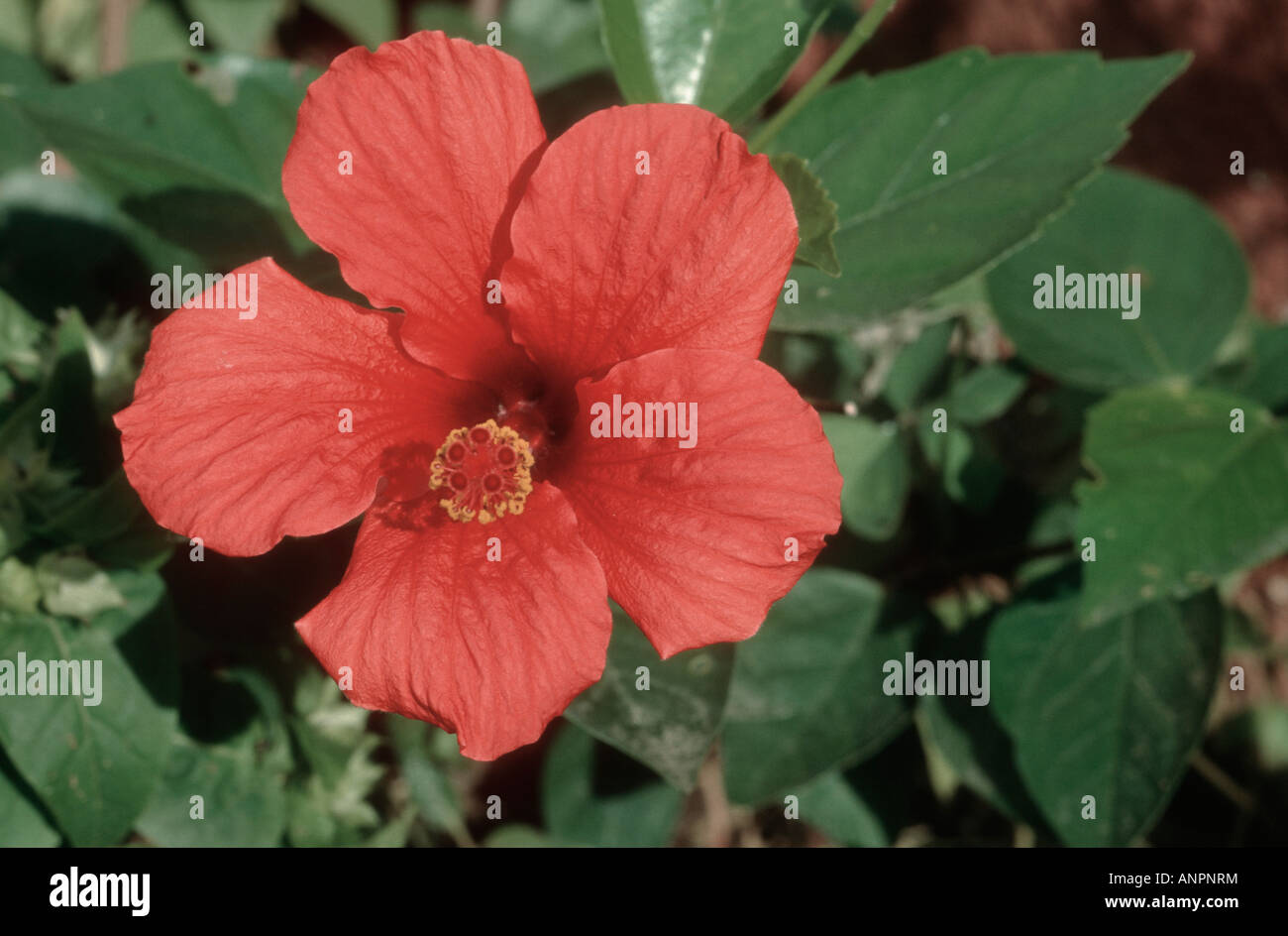 Hibiscus, rosa sinensis. Flower close-up Stock Photo - Alamy