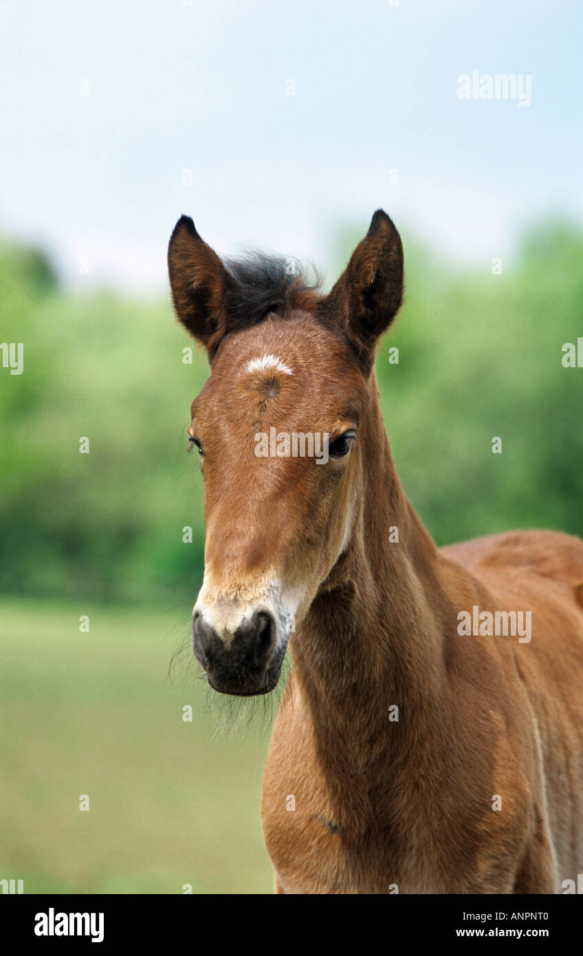 Trotter foal hi-res stock photography and images - Alamy