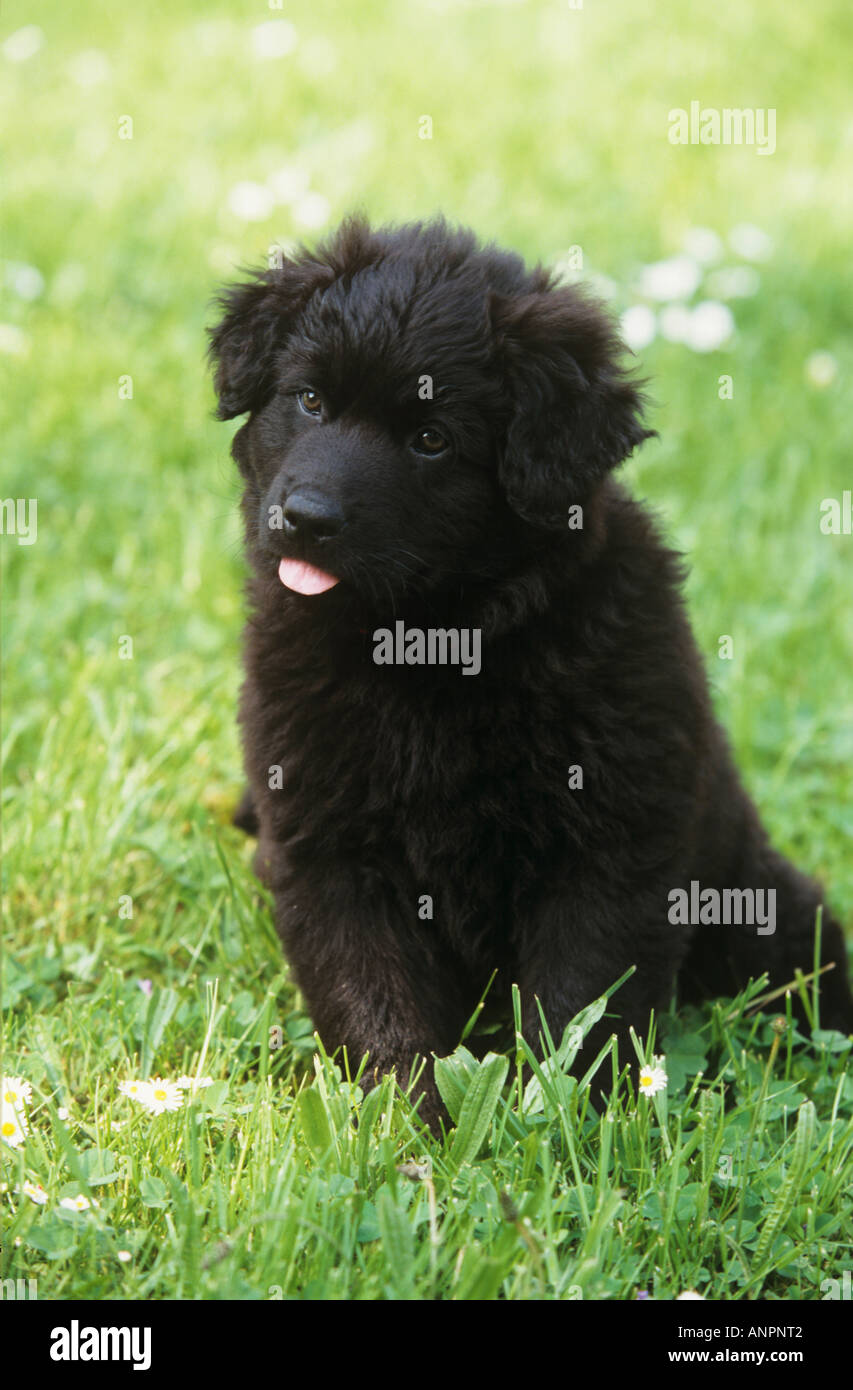 Young halfbreed dog hi-res stock photography and images - Alamy