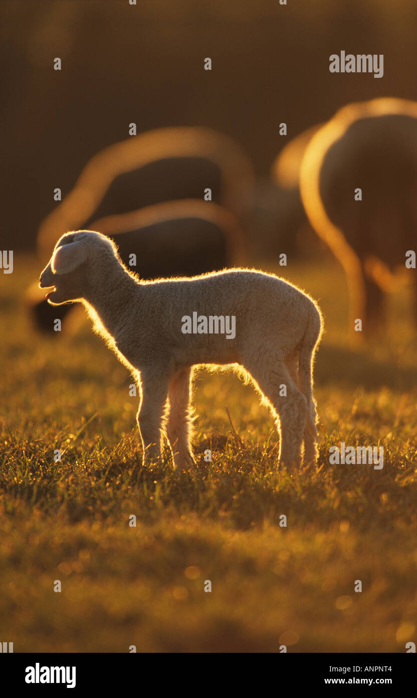 lamb - standing Stock Photo - Alamy