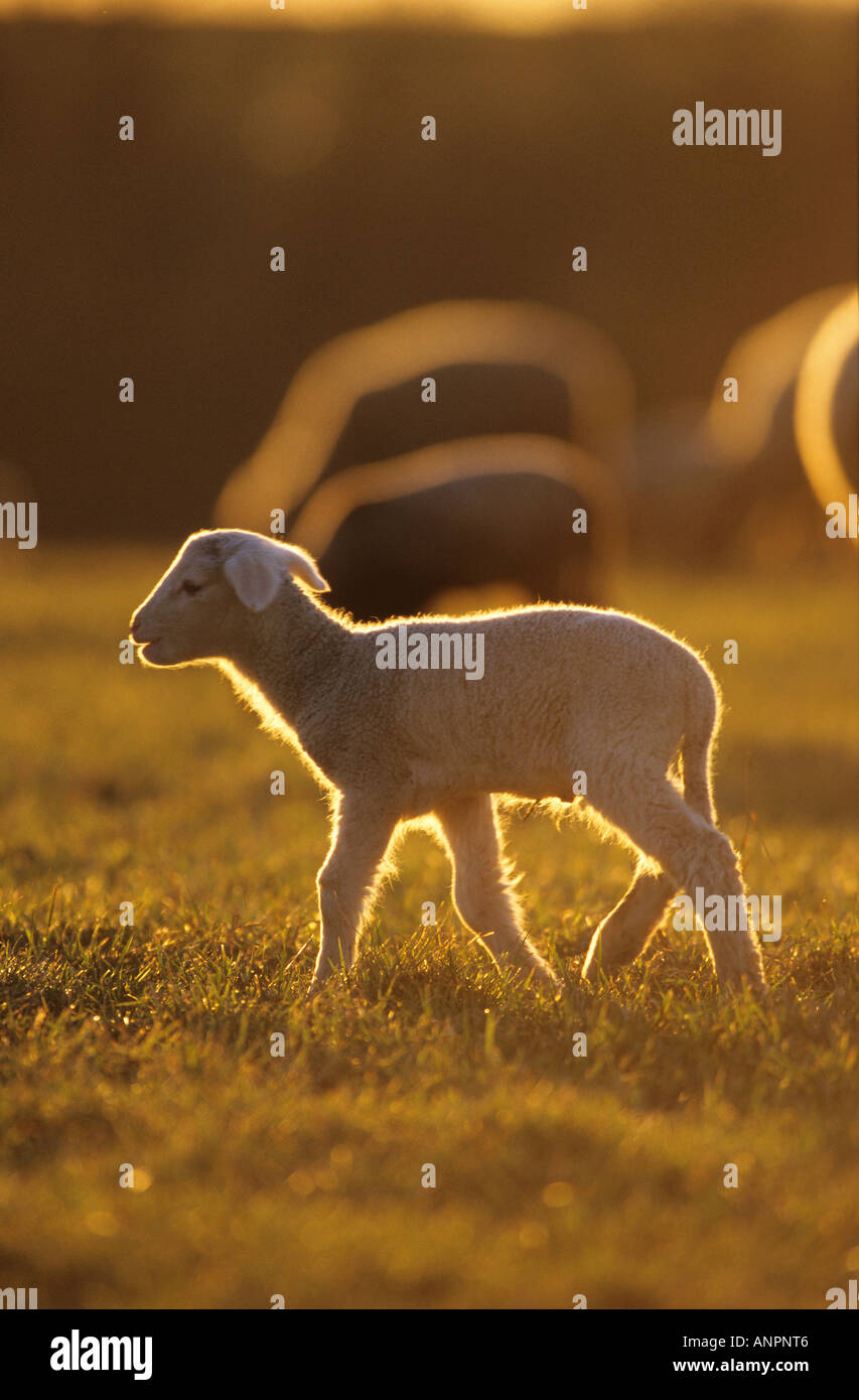 Lamb standing on hi-res stock photography and images - Alamy