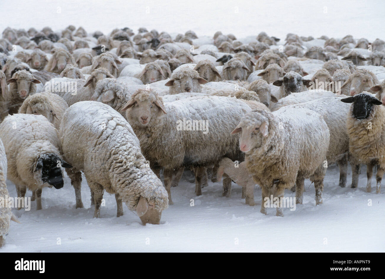 flock of sheep - in snow Stock Photo - Alamy