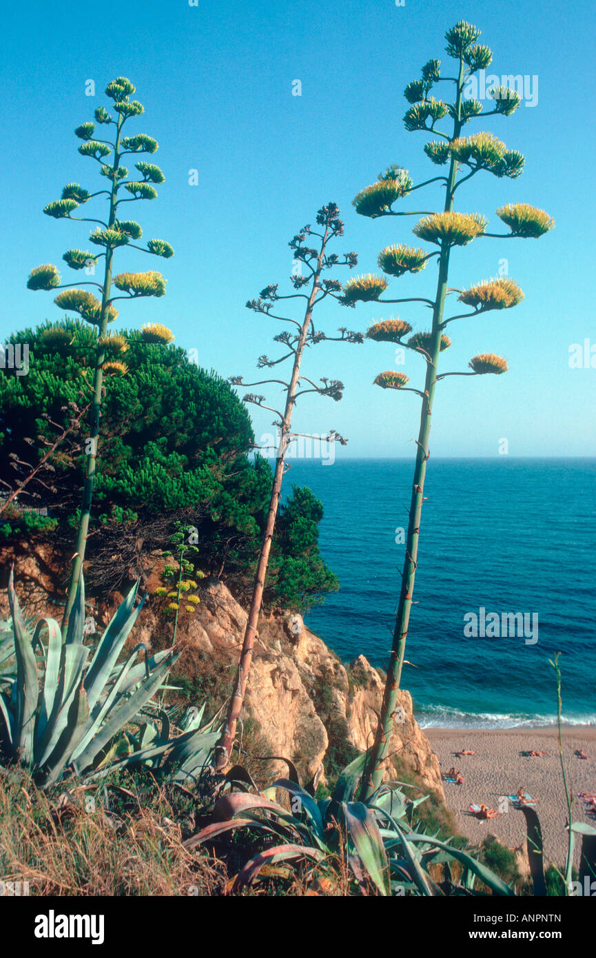 Century Plant or Maguey, Agave americana. Flourishing plants in ...