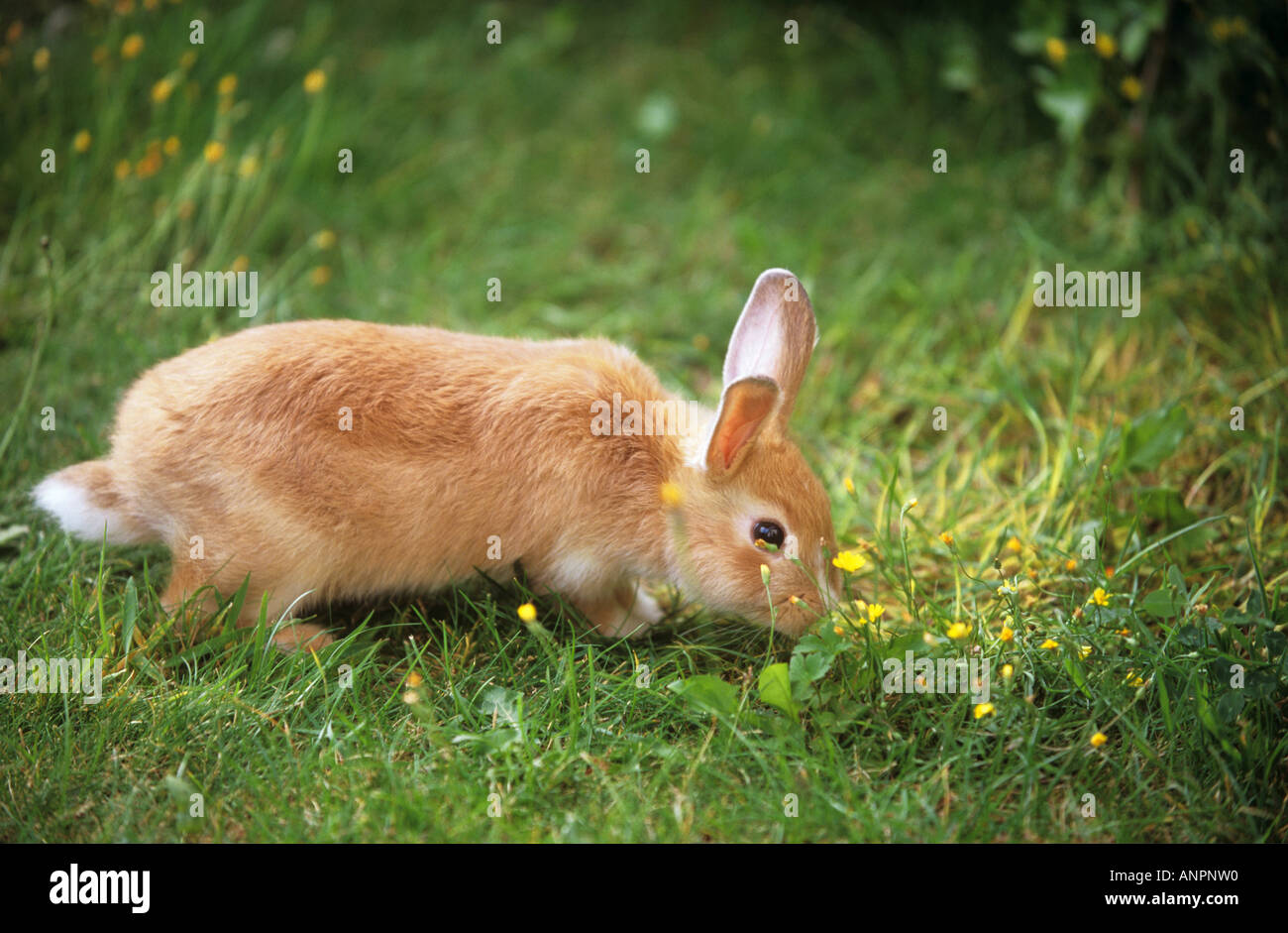 rabbit on meadow Stock Photo - Alamy
