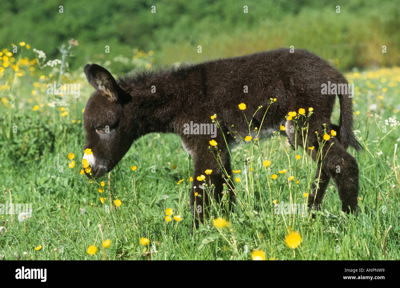 Donkey Cub Meadow High Resolution Stock Photography and Images - Alamy