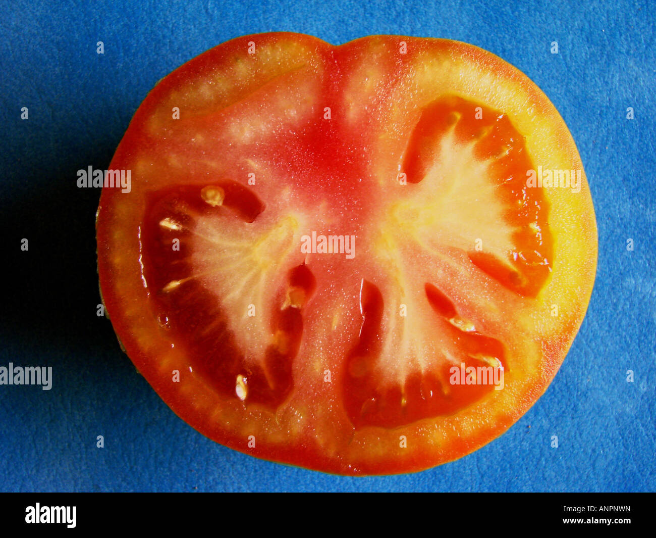 Blue tomato hi-res stock photography and images - Alamy